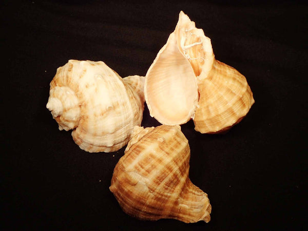Rapana Shell [Seashells - Natural] – Naturally Wild Australia