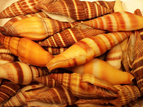 Mitre Shell [Seashells - Natural] – Naturally Wild Australia