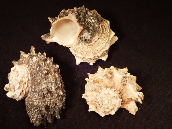 Dolphin Shell [Seashells - Natural] – Naturally Wild Australia