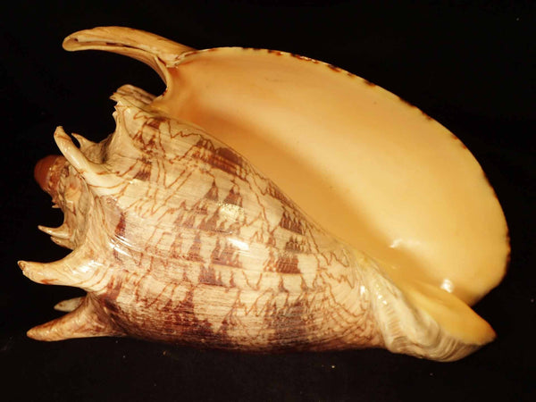 Imperial Volute [Seashells - Natural] – Naturally Wild Australia