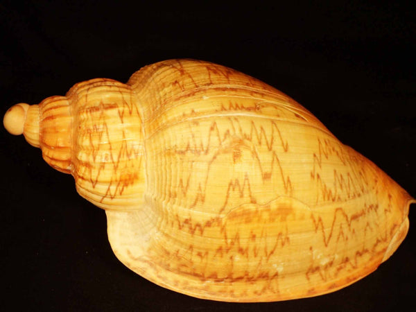 Roadnight'S Volute [Seashells - Natural] – Naturally Wild Australia