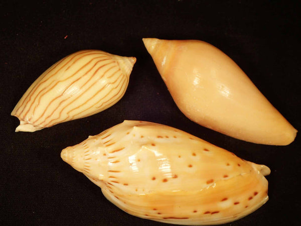 Australian Volute [Seashells - Natural] – Naturally Wild Australia