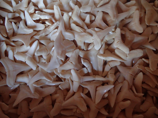 Shark Tooth, Single [Fossils] – Naturally Wild Australia