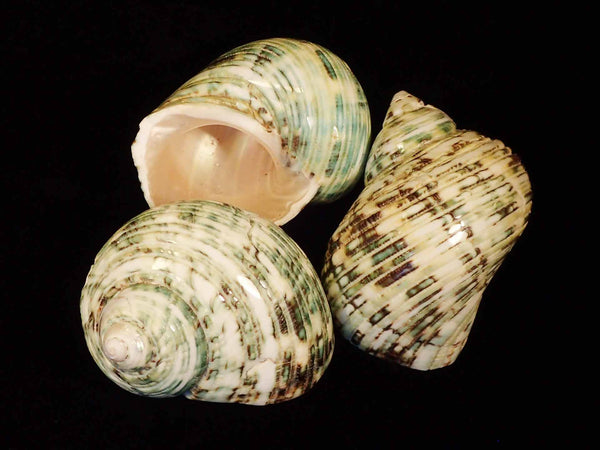 Polished Green Turbo [Seashells - Polished; Carved; Painted ...