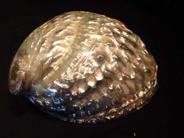 Pearlized Pink Abalone (Polished) [Seashells - Polished; Carved ...