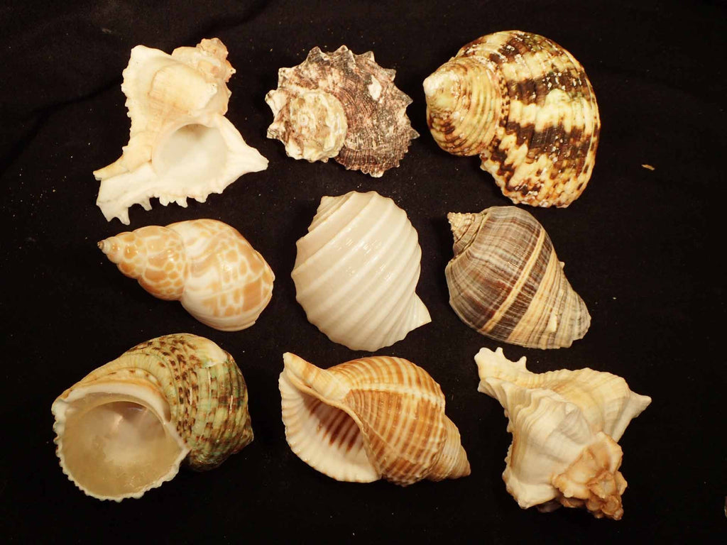 Hermit Crab Shells - Natural [Seashells - Polished; Carved; Painted ...