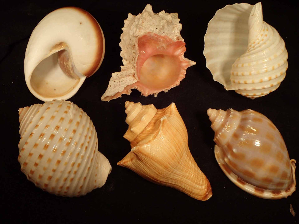 Hermit Crab Shells - Natural [Seashells - Polished; Carved; Painted ...