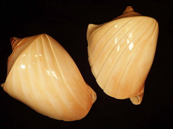 Carved Nobilis Volute [Seashells - Polished; Carved; Painted ...